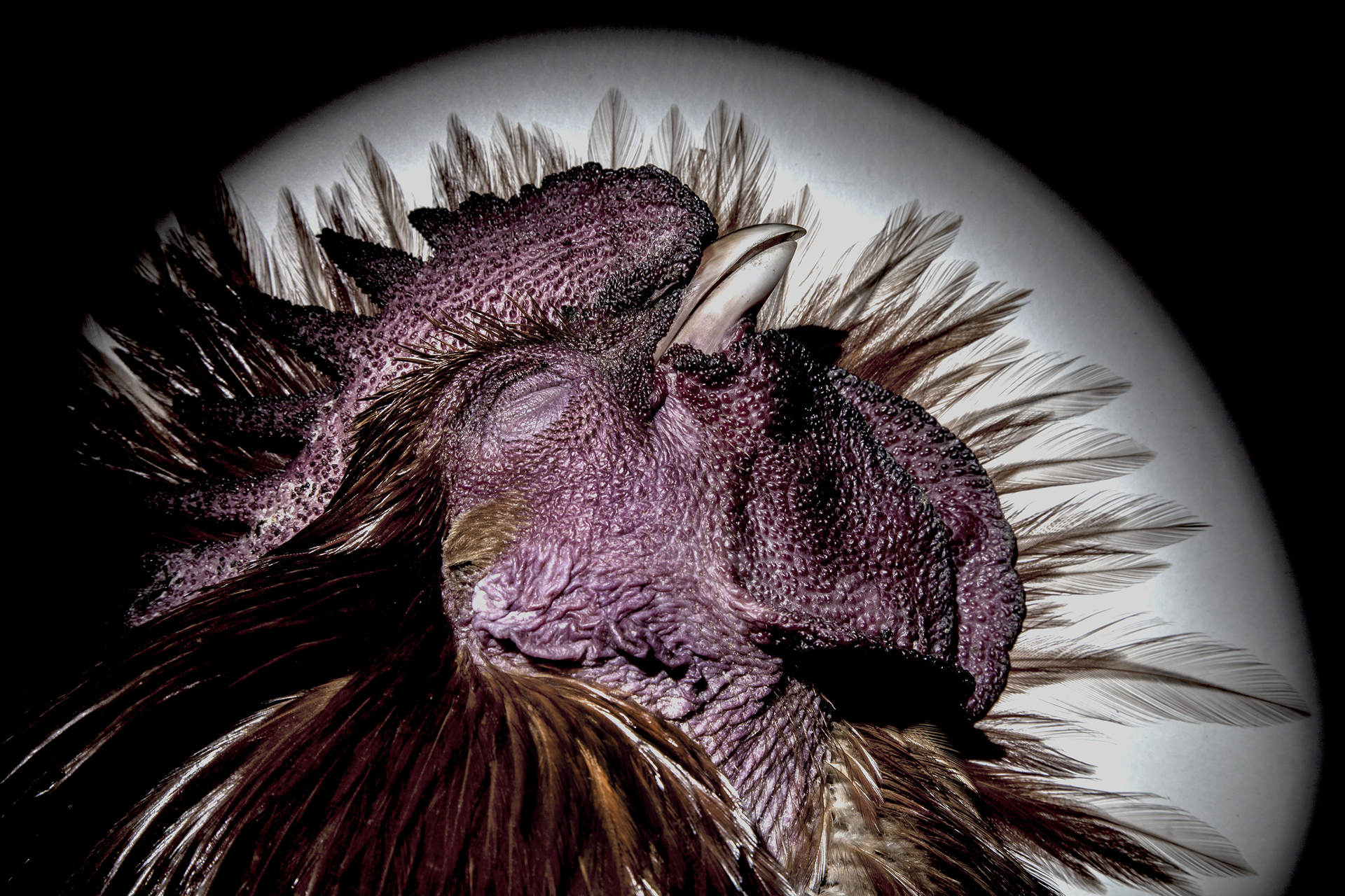 Gillian Allard - Photography Chronicle