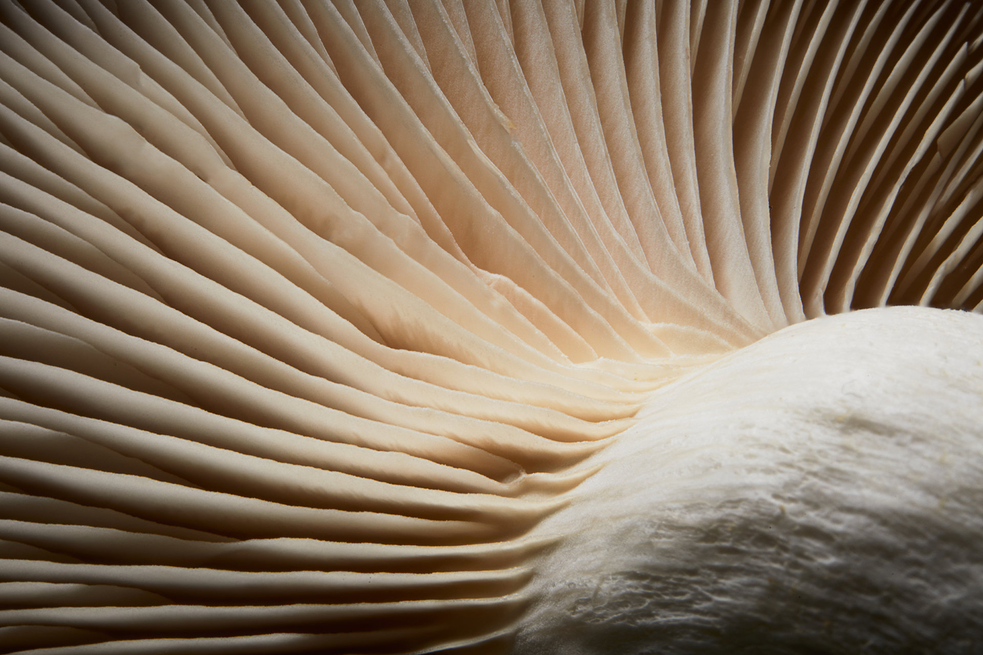 Fungi - Photography Chronicle